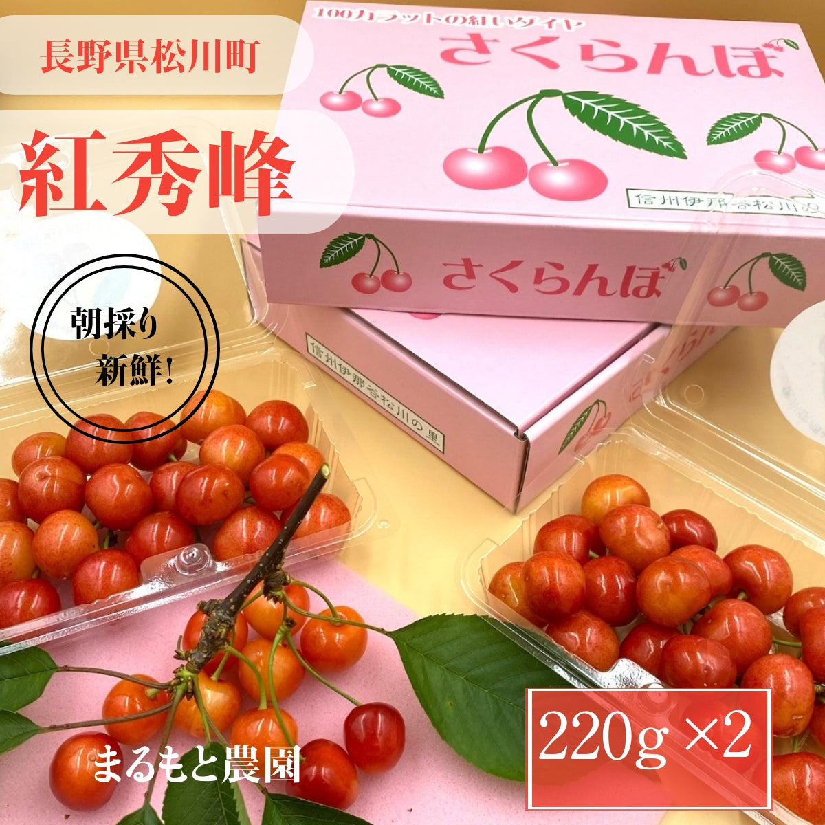 さくらんぼ 【まるもと農園】 紅秀峰 440g (220g×2P) 長野県松川町 – にこやか産直アーケード