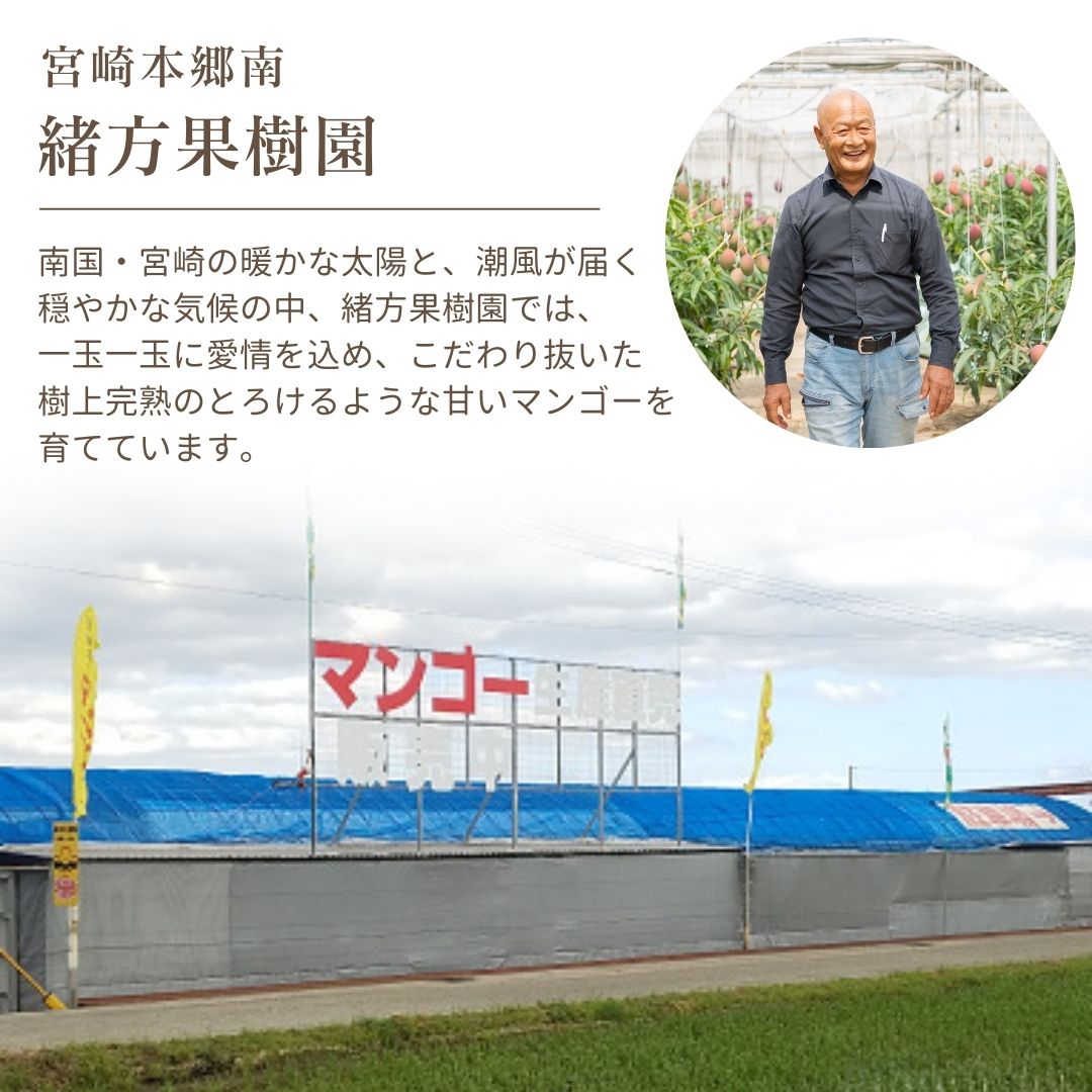 マンゴー 【緒方果樹園】 完熟マンゴー 2L 2個 700g 贈答用 宮崎県宮崎市 《5/上～5/中より出荷》 – にこやか産直アーケード
