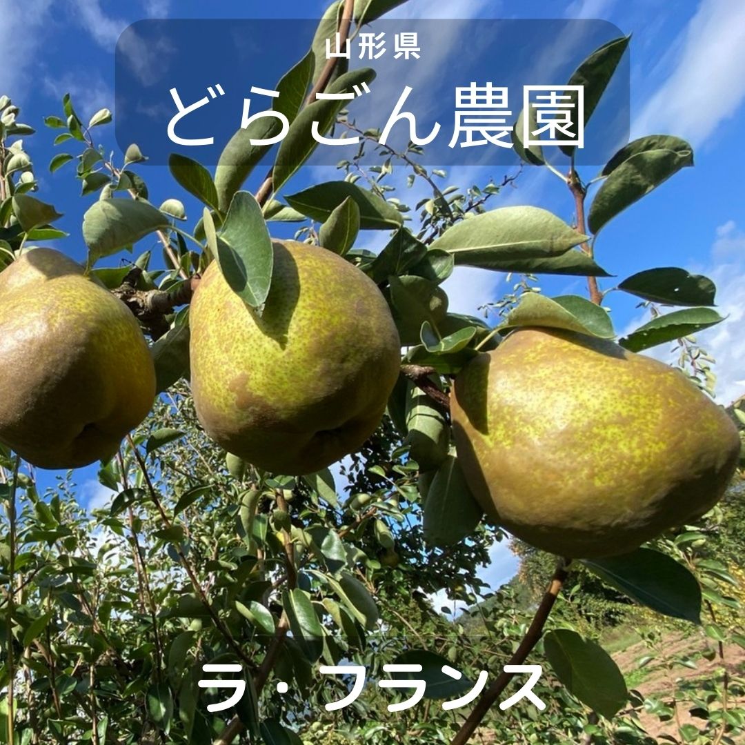 洋梨 【どらごん農園】 洋なし ラ・フランス 2kg 6～9玉 山形県 東根市 ラフランス 《11/中旬～11/下旬より出荷》 – にこやか ...