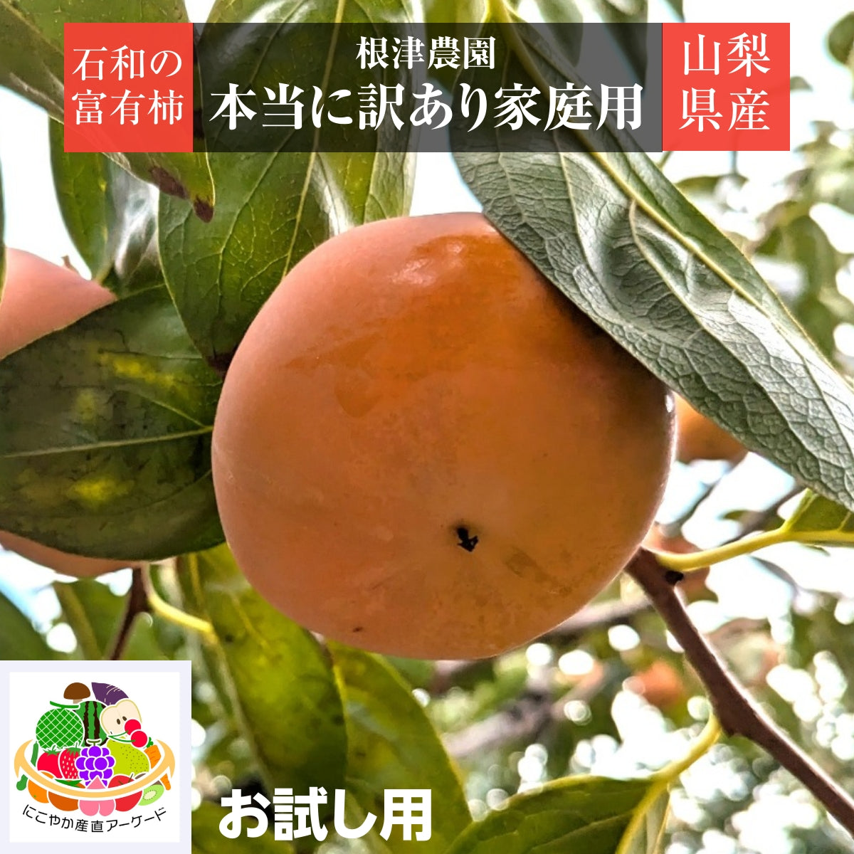 柿 甘柿 【根津農園】 富有柿 石和の柿 約2kg 本当の訳あり品 お試し用 山梨県笛吹市 種なし かき《10/下旬～11/上旬の出荷 ...