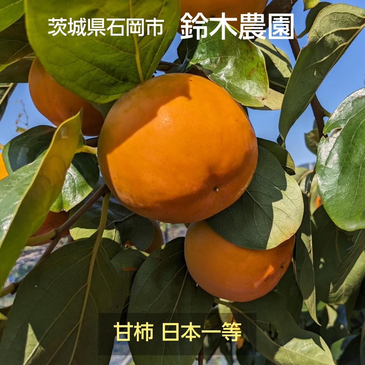 柿 甘柿 【石岡 鈴木農園】 八郷の柿 富有柿等 品種お任せ 7kg 2L～3L 20～28個 茨城県石岡市 《10/下旬～11/上旬より出 – にこやか産直アーケード