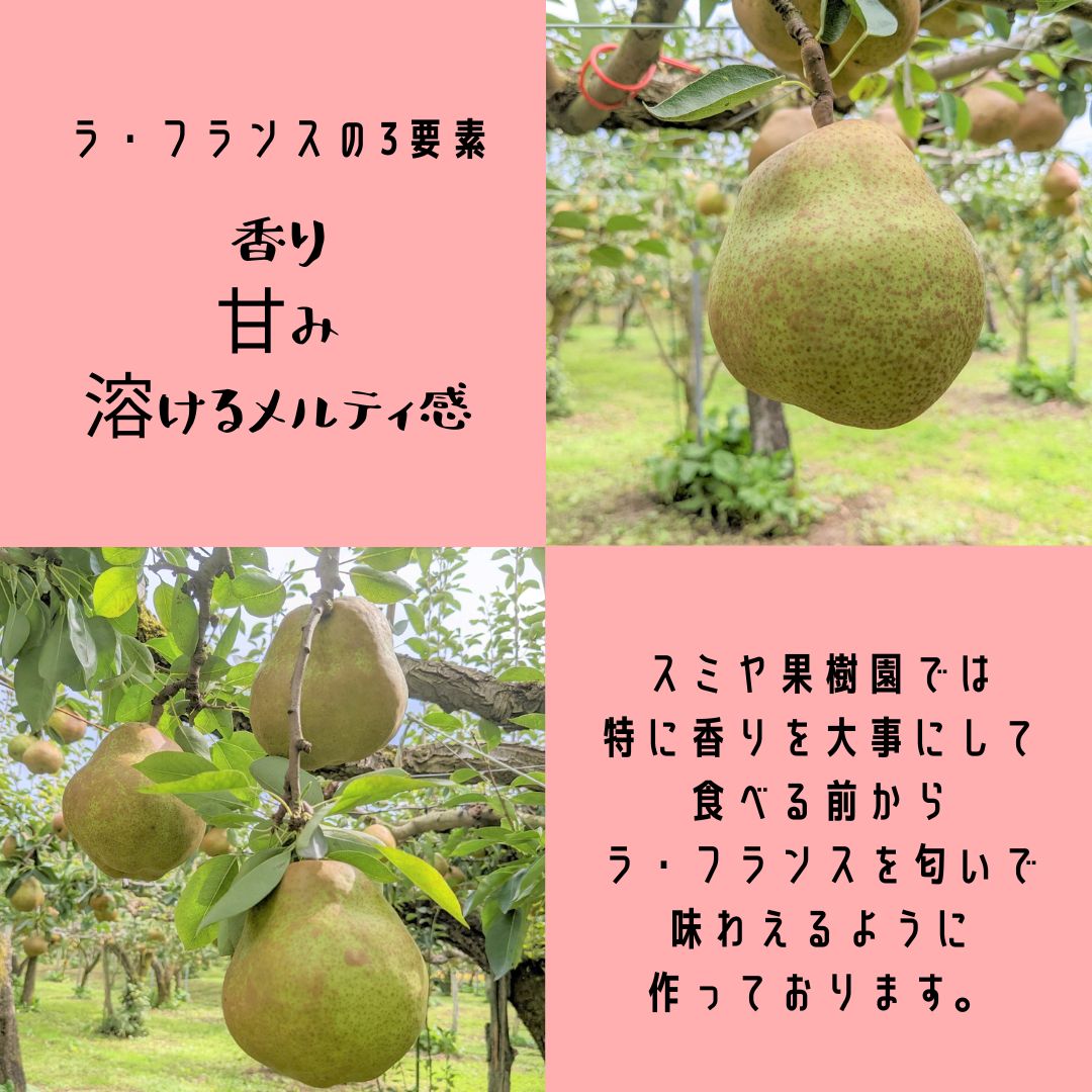 【スミヤ果樹園】洋なし 洋梨 ラ・フランス 約3kg 2L～4L 8～9玉 贈答用・ギフト用 山形県上山市 – にこやか産直アーケード