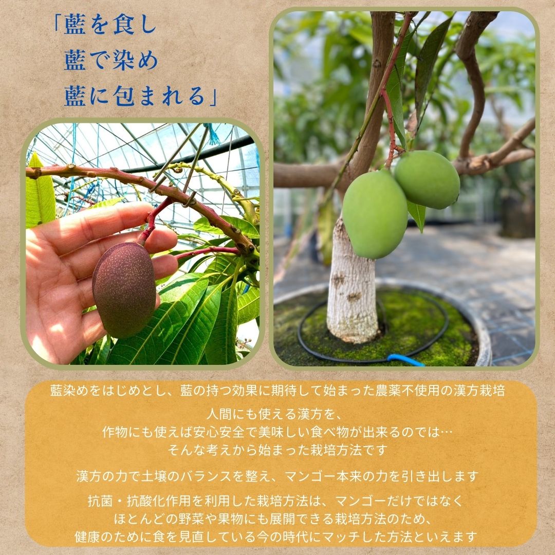 冷凍マンゴー 【メリーファーム】 マンゴーピューレ 冷凍 2kg(500g×4) 農薬不使用 化学肥料不使用 栃木県栃木市 – にこやか産直アーケード