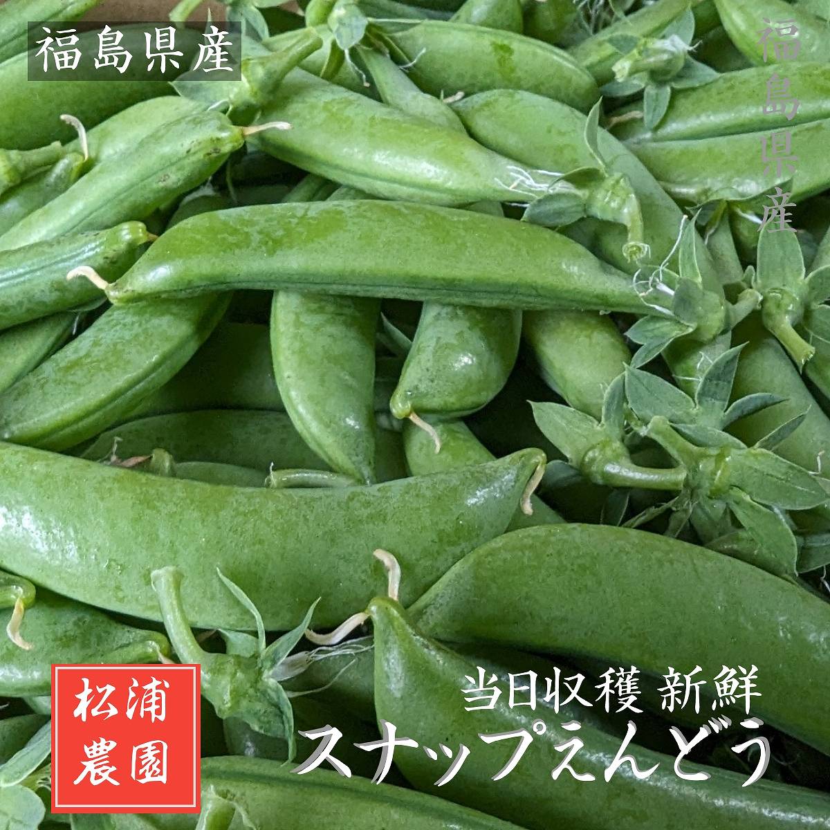 スナップえんどう 【松浦農園】 2kg (1kg×2箱) 業務用 福島県伊達市 当日収穫 新鮮 えんどう豆 スナップエンドウ 《4/上～4 ...