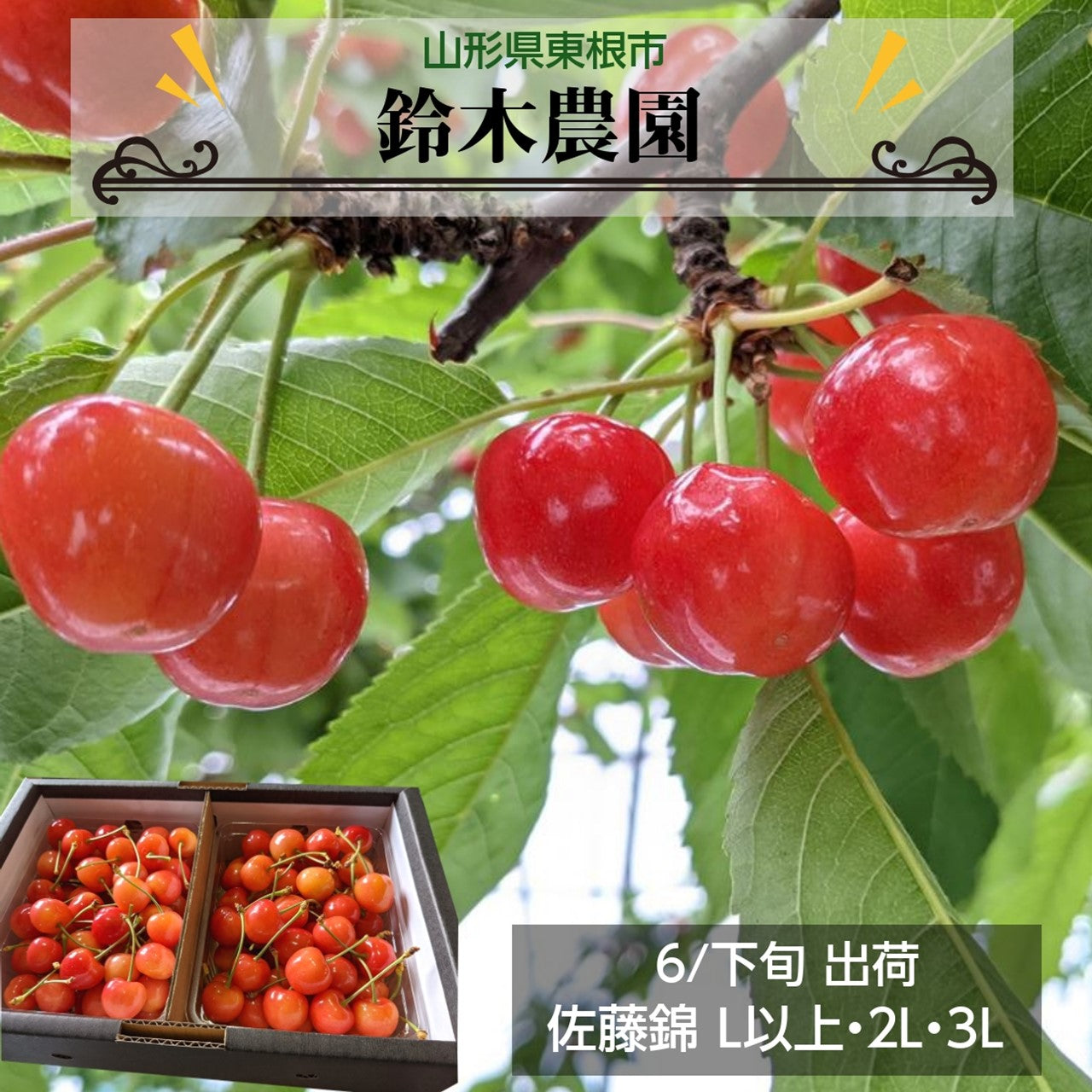 さくらんぼ 【鈴木農園】 佐藤錦 1kg L～2L 贈答 山形県東根市 《6/中旬～6/下旬の出荷》 – にこやか産直アーケード