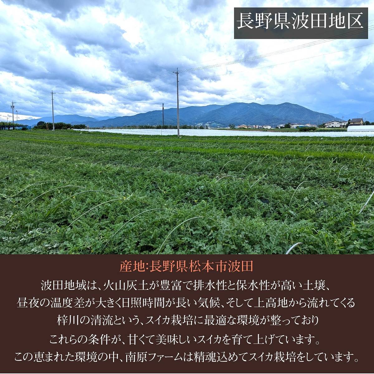 スイカ 【南原ファーム】 高級 波田スイカ 2L～3L 7～9kg 長野県松本市 御中元 《7/中旬より出荷》 – にこやか産直アーケード