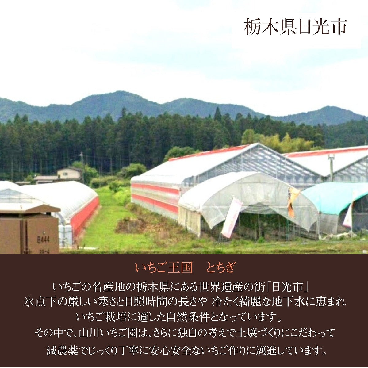 いちご 【山川いちご園】 スカイベリー 540g 12～18粒（大玉6～8粒×2パック) 栃木県 苺 イチゴ 《1/上旬より出荷》 – にこやか産直アーケード