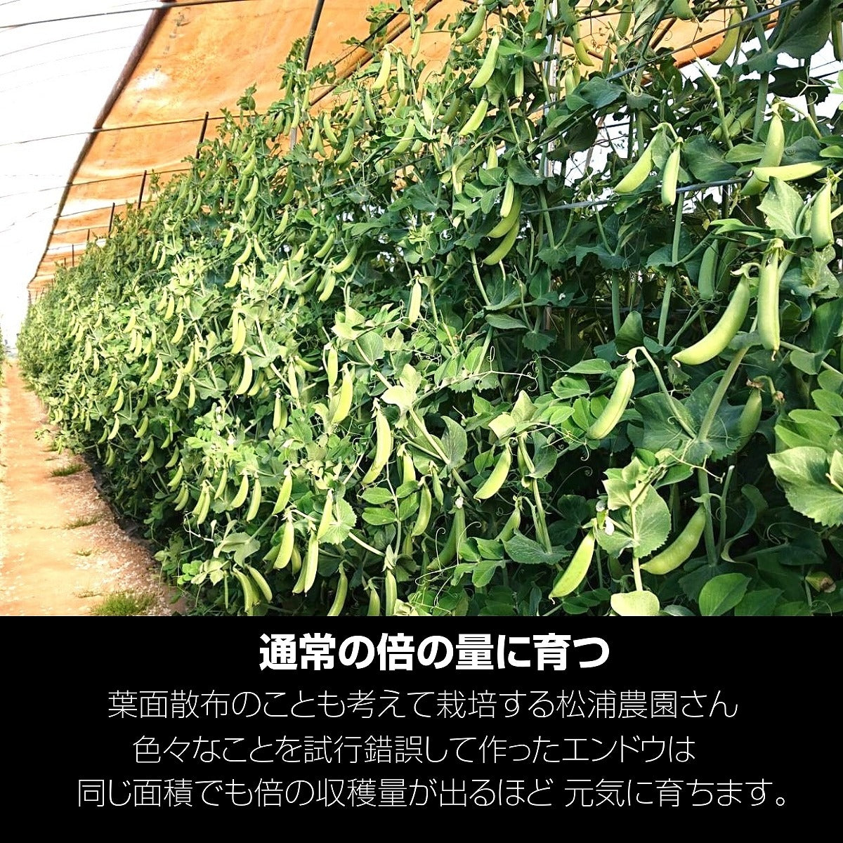 スナップえんどう 【松浦農園】 2kg (1kg×2箱) 業務用 福島県伊達市 当日収穫 新鮮 えんどう豆 スナップエンドウ 《4/上～4 ...