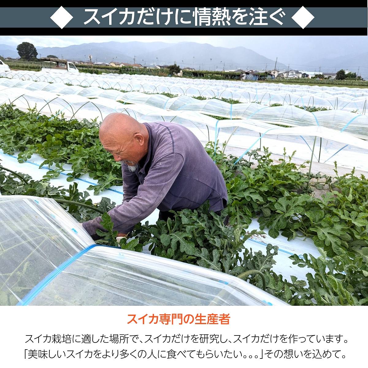 スイカ 【南原ファーム】 高級 波田スイカ 2L～3L 7～9kg 長野県松本市 御中元 《7/中旬より出荷》 – にこやか産直アーケード