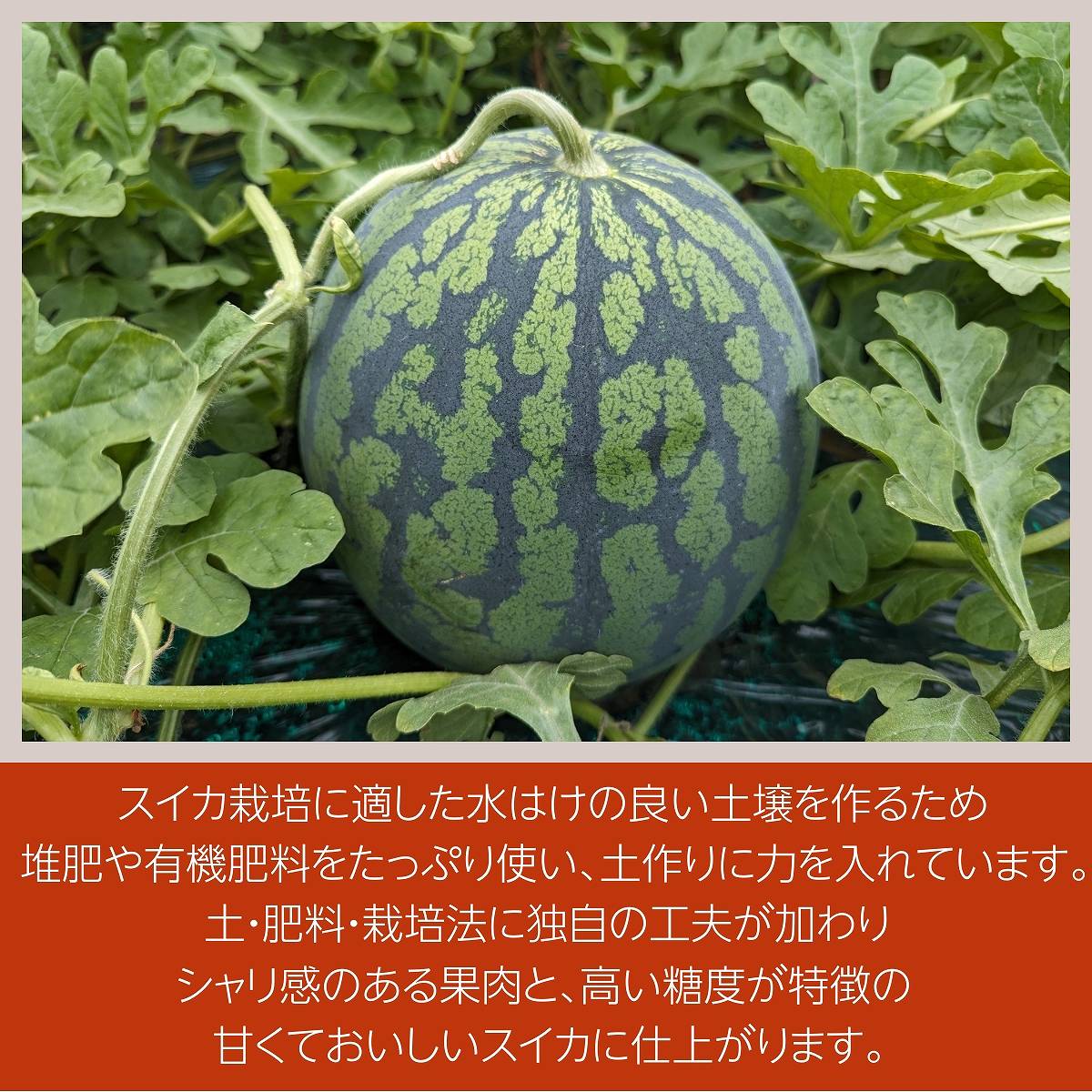 スイカ 【富里すいか園】 富里スイカ L～2L 6～8kg 1個 千葉県富里市 すいか 父の日 《6月上旬より出荷》 – にこやか産直アーケード