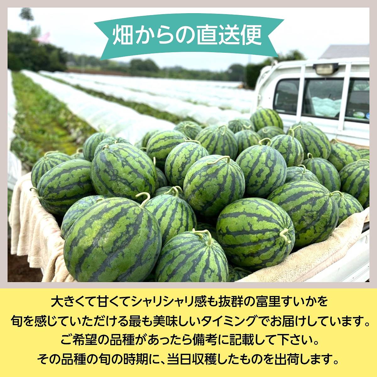 スイカ 【富里すいか園】 富里スイカ L～2L 6～8kg 1個 千葉県富里市 すいか 父の日 《6月上旬より出荷》 – にこやか産直アーケード