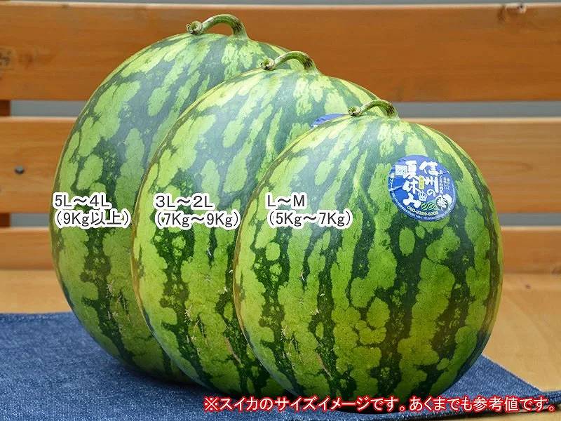 スイカ 【南原ファーム】 高級 波田スイカ 2L～3L 7～9kg 長野県松本市 御中元 《7/中旬より出荷》 – にこやか産直アーケード
