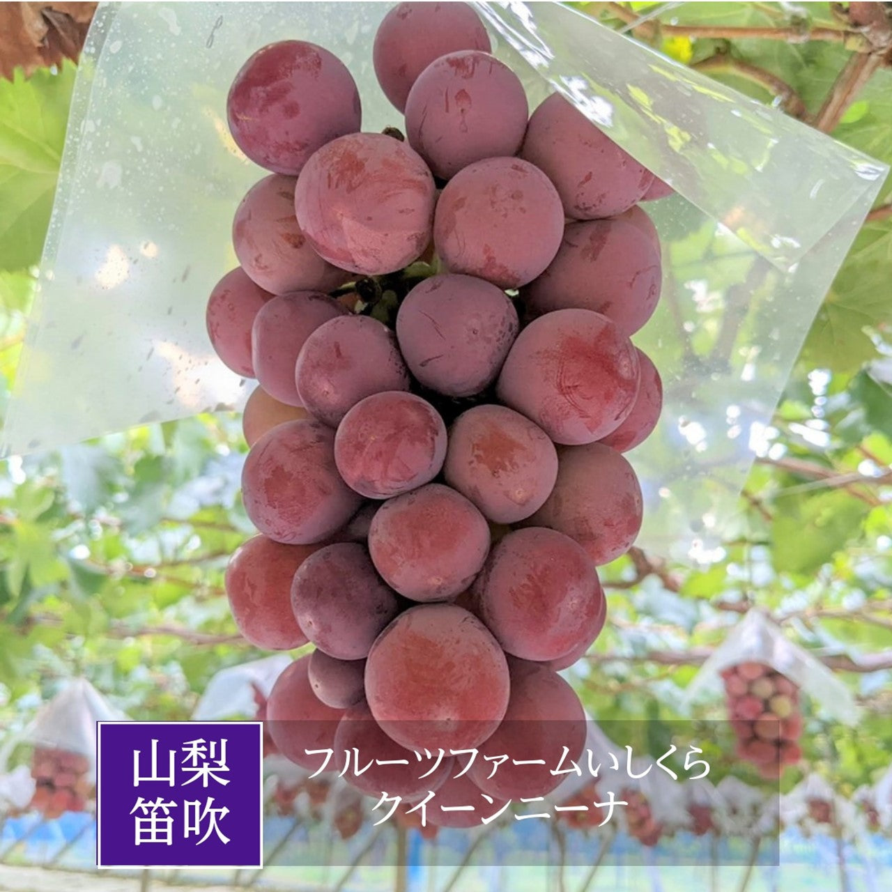 ぶどう 【ﾌﾙｰﾂﾌｧｰﾑいしくら】 葡萄 クイーンニーナ 3～4房 2kg 高糖度 山梨県 《8/17日頃～8/下旬より出荷》 – にこやか ...