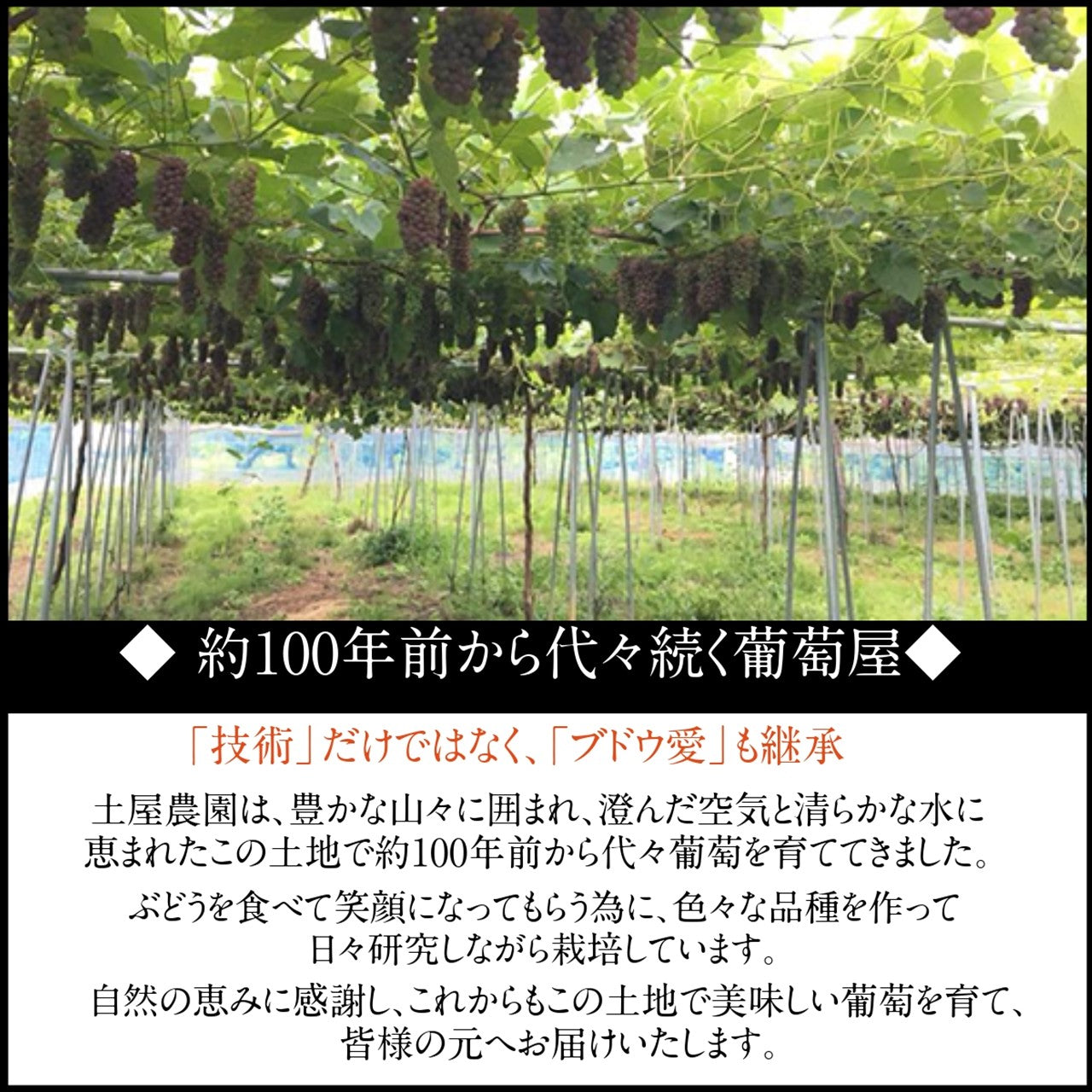 ぶどう 【土屋農園】 葡萄 詰め合わせ 約2kg 3～4房 シャインマスカット入り 3種類 贈答用 山形県 高畠 《9/中旬～9/下旬より出 ...