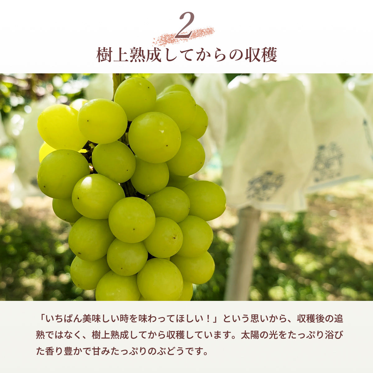 ぶどう 【酒井ぶどう園】 葡萄 詰め合わせ 約1.2kg 2～4房 福島県伊達市《9/上旬～9/中旬より出荷》 – にこやか産直アーケード