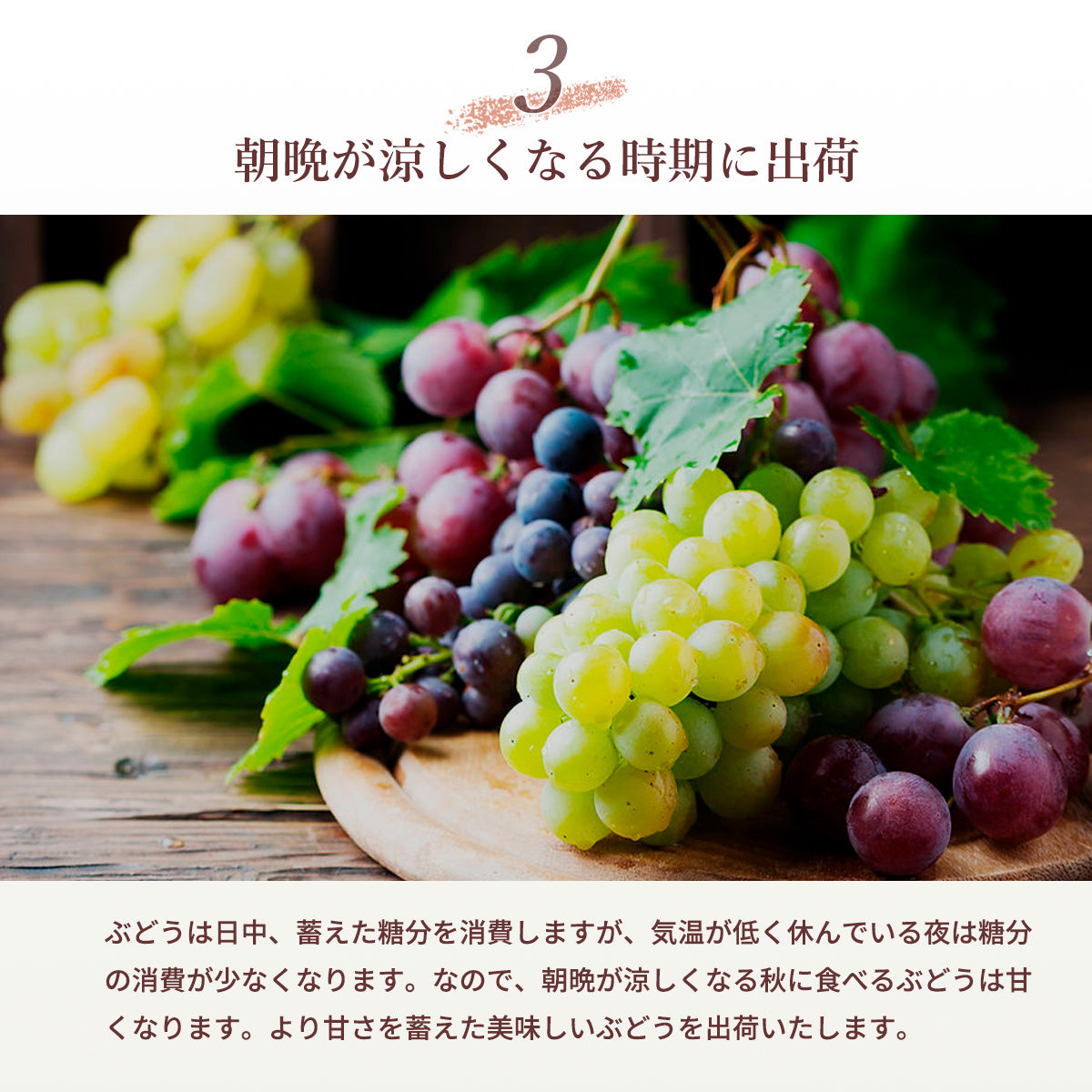 ぶどう 【酒井ぶどう園】 葡萄 詰め合わせ 約1.2kg 2～4房 福島県伊達市《9/上旬～9/中旬より出荷》 – にこやか産直アーケード