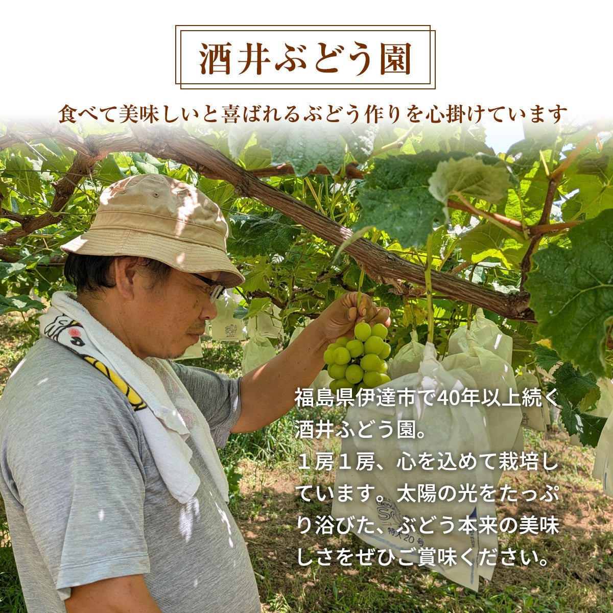 ぶどう 【酒井ぶどう園】 葡萄 詰め合わせ 約1.2kg 2～4房 福島県伊達市《9/上旬～9/中旬より出荷》 – にこやか産直アーケード
