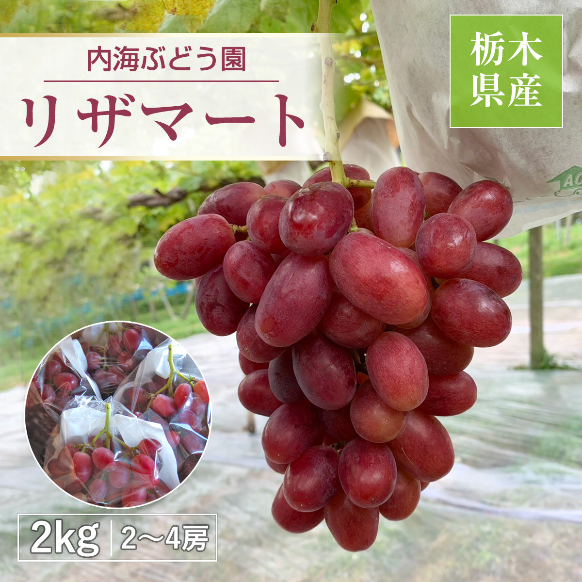 ぶどう 【内海ぶどう園】 希少 リザマート 2kg 2～4房 贈答用 栃木県栃木市《8/中旬～8/下旬の出荷》 – にこやか産直アーケード