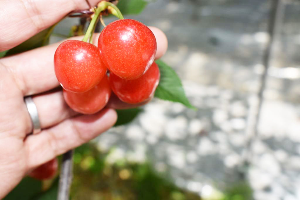さくらんぼ 【鈴木農園】 佐藤錦 1kg L～2L 贈答 山形県東根市 《6/中旬～6/下旬の出荷》 – にこやか産直アーケード